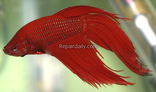 How To Make Betta Fry Food At Home | 2021